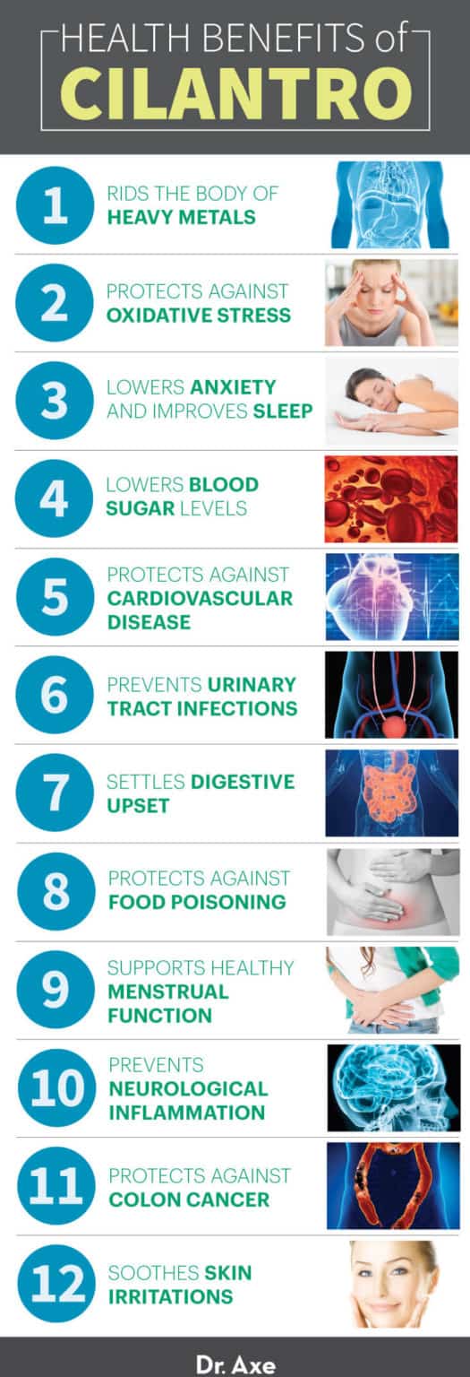12 Cilantro Benefits, Nutrition, Uses and Recipes - Dr. Axe