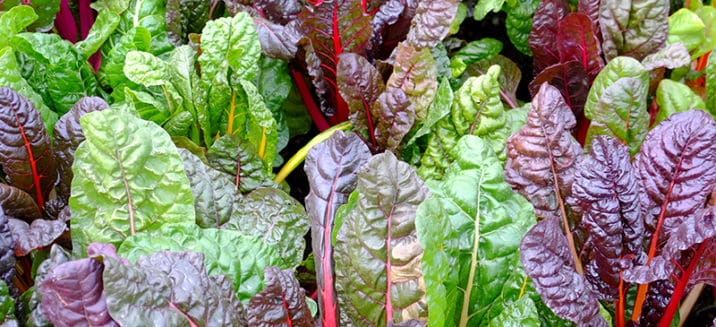 The Antioxidant Power of Swiss Chard Nutrition