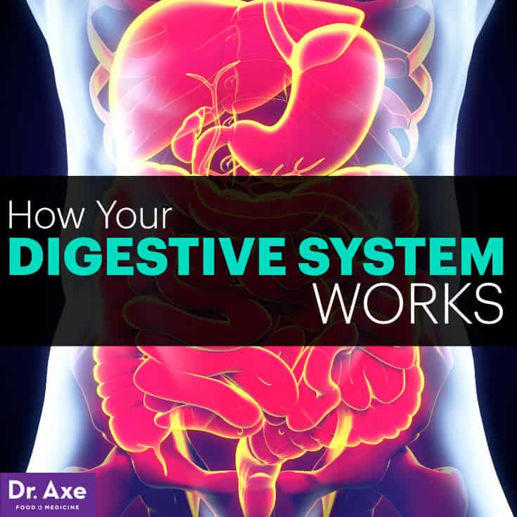 How Your Digestive System Works Dr Axe How Your Digestive System Works Dr Axe