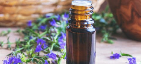 Hyssop Helps Heal Respiratory Conditions & the Gut - Dr. Axe