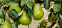 Pear Nutrition, Benefits, Recipes and Side Effects of Pears - Dr. Axe
