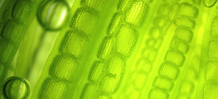 Algal Oil: A Vegetarian Source of Omega-3s and DHA - Dr. Axe