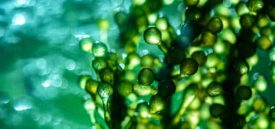 Algal Oil Benefits, Nutrition, Uses, Dosage and More - Dr. Axe