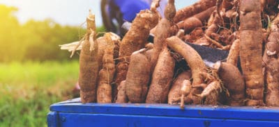 Arrowroot: Use It to Boost Immunity & Soothe Digestion - Dr. Axe