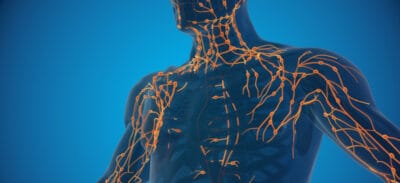 Lymphatic System: Definition, Function and How to Maintain - Dr. Axe