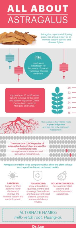 Astragalus Root Benefits, Uses, Side Effects and More - Dr. Axe