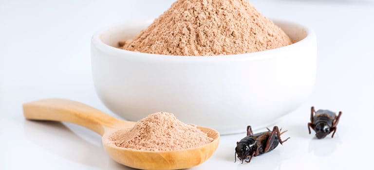 Cricket Flour Nutrition Facts, Benefits vs. Risks - Dr. Axe