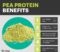 Pea Protein Powder Nutrition, Benefits and Dosage - Dr. Axe