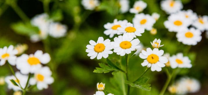 Feverfew Benefits, Uses and Supplement Dosage - Dr. Axe