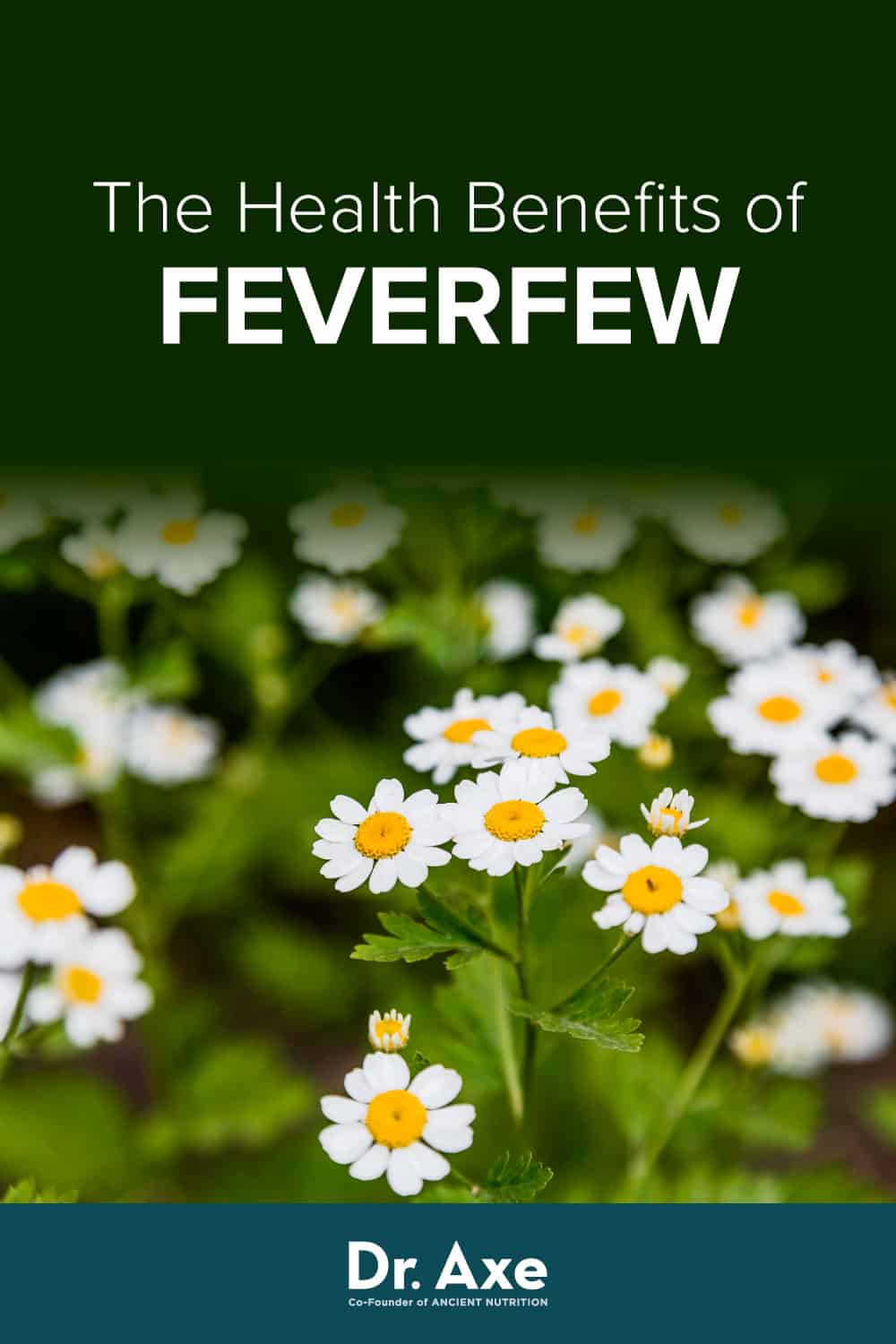 Feverfew Lợi ích, Sử dụng và Bổ sung Liều lượng – XUẤT XỨ ÚC