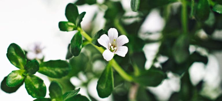 Bacopa Benefits, Uses, Risks, Side Effects and Dosage - Dr. Axe