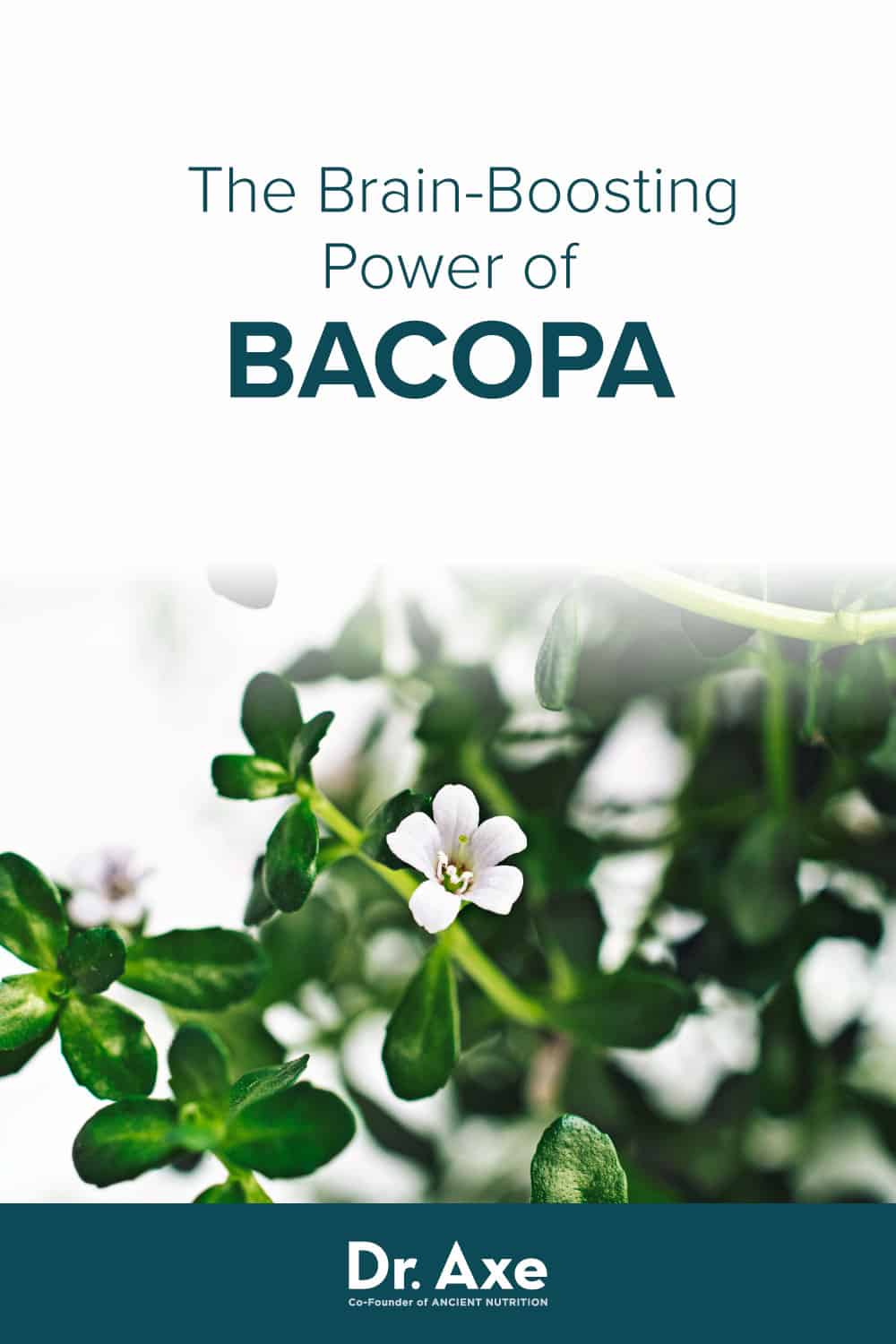 Bacopa Benefits, Uses, Risks, Side Effects and Dosage - Dr. Axe