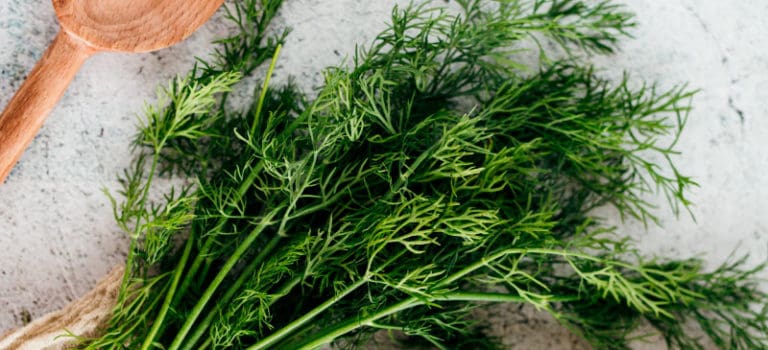 Dill Weed Nutrition Facts, Health Benefits and How to Use - Dr. Axe