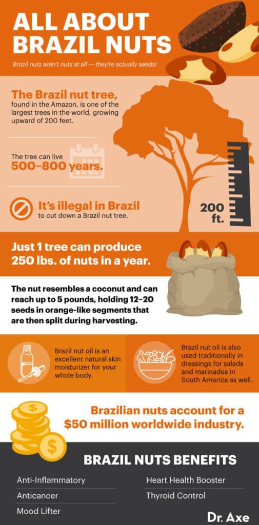 Brazil Nuts Benefits, Nutrition Recipes, Risks, Side Effects - Dr. Axe
