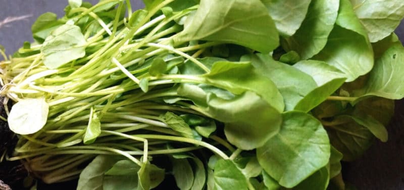 Watercress: The Powerhouse Vegetable that Fights Chronic Disease