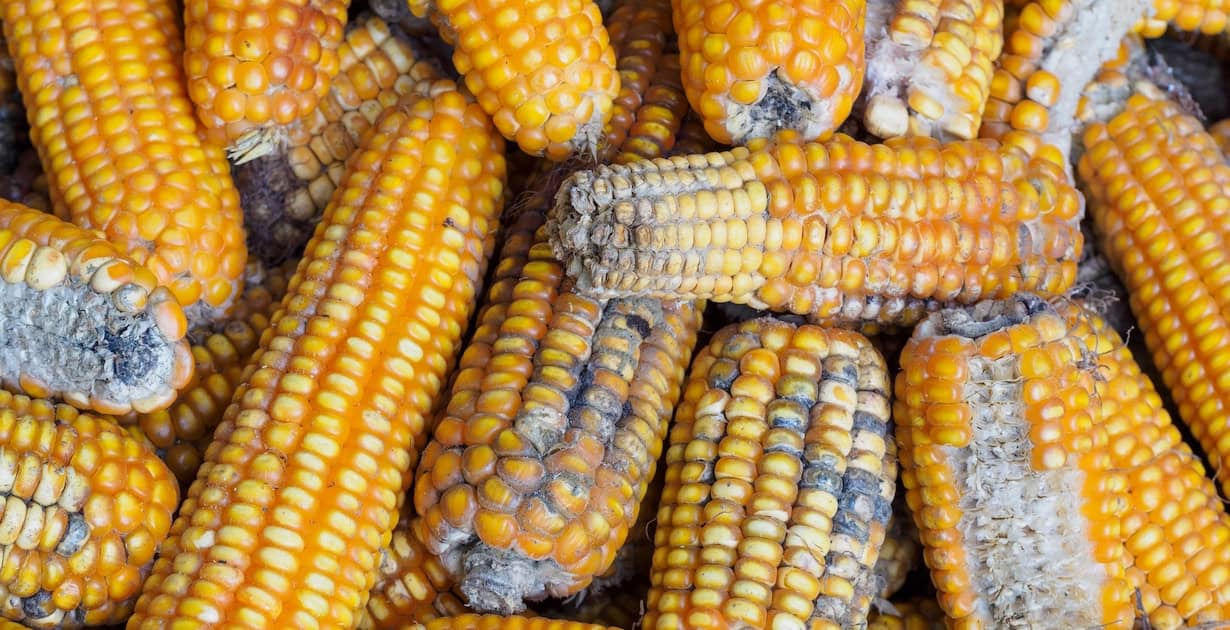 Aflatoxin: How to Avoid this Common-Food Carcinogen - Dr. Axe