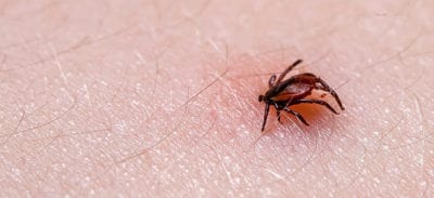 Lyme Disease Symptoms, Causes and Facts - Dr. Axe