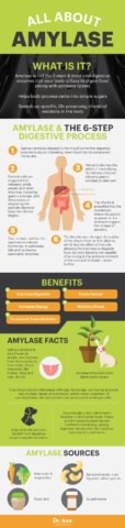 Amylase Health Benefits, Testing and How to Use - Dr. Axe
