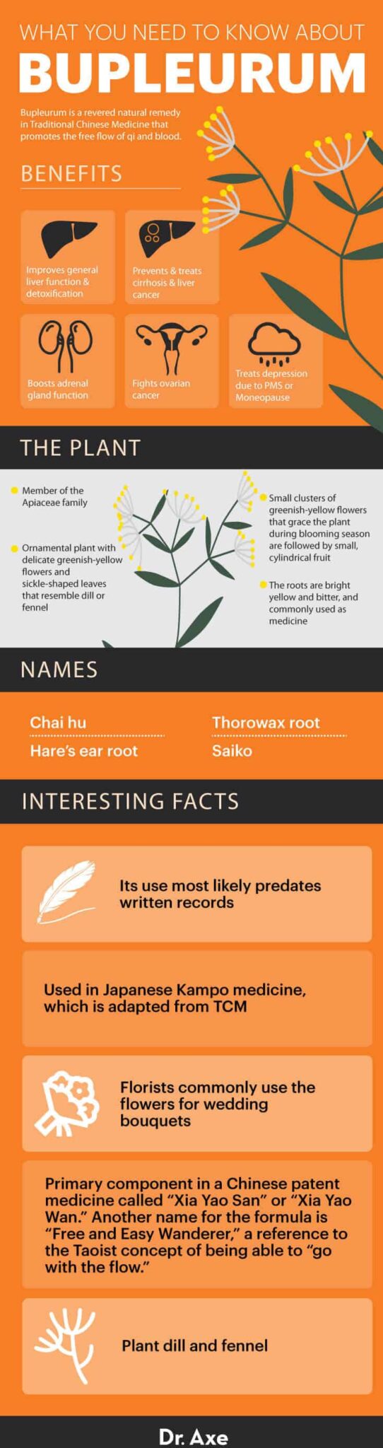 Bupleurum Benefits, Side Effects and How to Use It - Dr. Axe