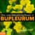 Bupleurum Benefits: Boost Liver Health and Fight Cancer - Dr. Axe