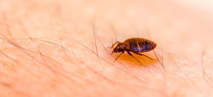 Bed Bug Bites: Symptoms, ID, Treatment, How to Get Rid - Dr. Axe