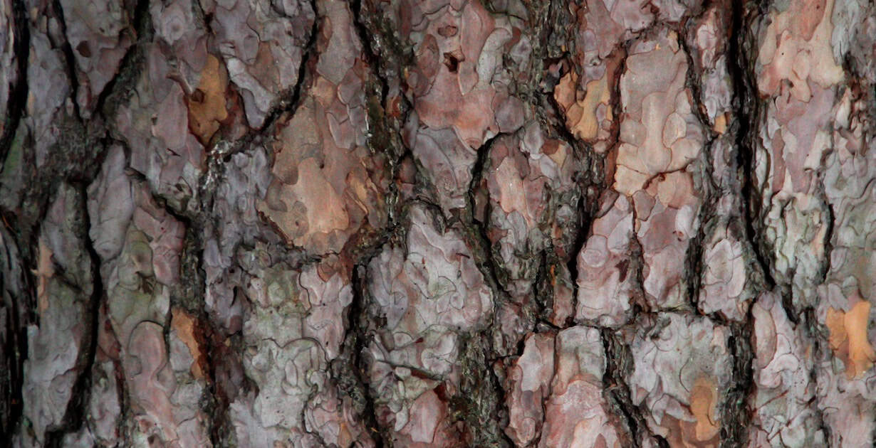 Pine Bark Extract Benefits, Uses and Side Effects - Dr. Axe