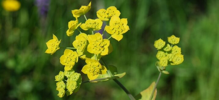 Bupleurum Benefits, Side Effects and How to Use It - Dr. Axe