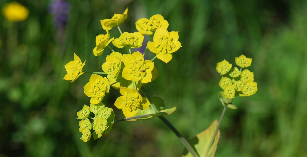 Bupleurum Benefits, Side Effects and How to Use It - Dr. Axe