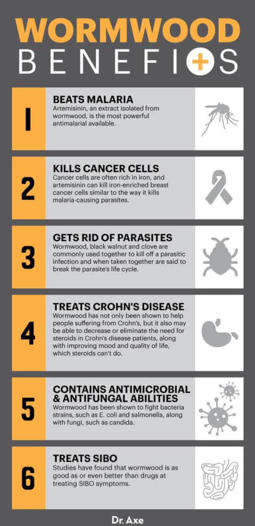 Wormwood Benefits, Uses, Tea Recipe and Side Effects - Dr. Axe
