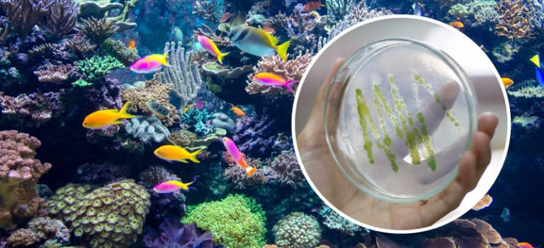 Phytoplankton Benefits, Phytoplankton Uses & More - Dr. Axe