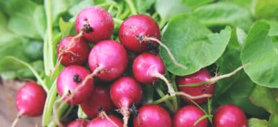 Radish Benefits, Nutrition, Recipes and Side Effects - Dr. Axe