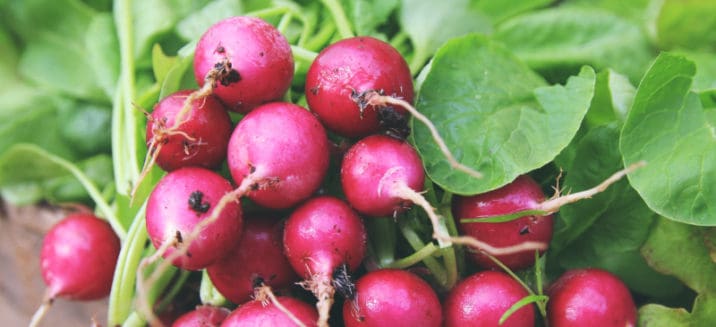 Radish Benefits, Nutrition, Recipes and Side Effects - Dr. Axe
