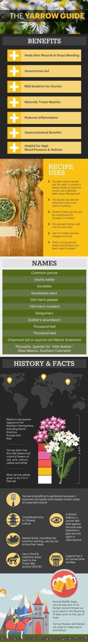 Yarrow Benefits and How to Use This Herb - Dr. Axe