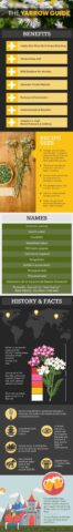 Yarrow Benefits and How to Use This Herb - Dr. Axe