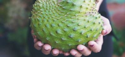 Soursop Benefits, Nutrition, Recipes and Side Effects - Dr. Axe