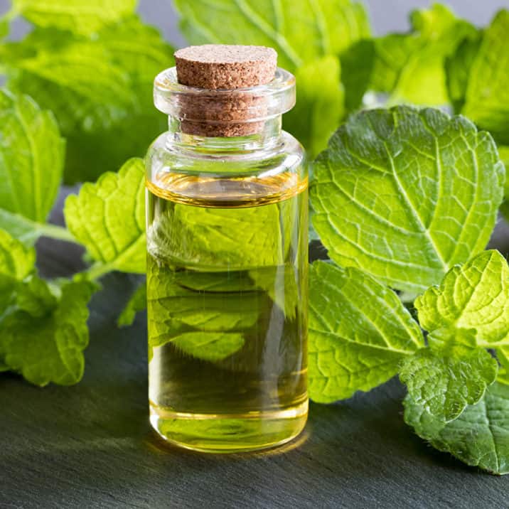 Melissa Essential Oil Benefits, Uses, Risks and Side Effects - Dr. Axe
