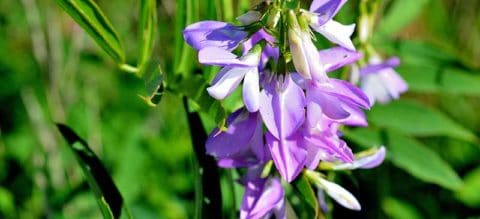 Skullcap Benefits, Uses, Dosage and Side Effects - Dr. Axe