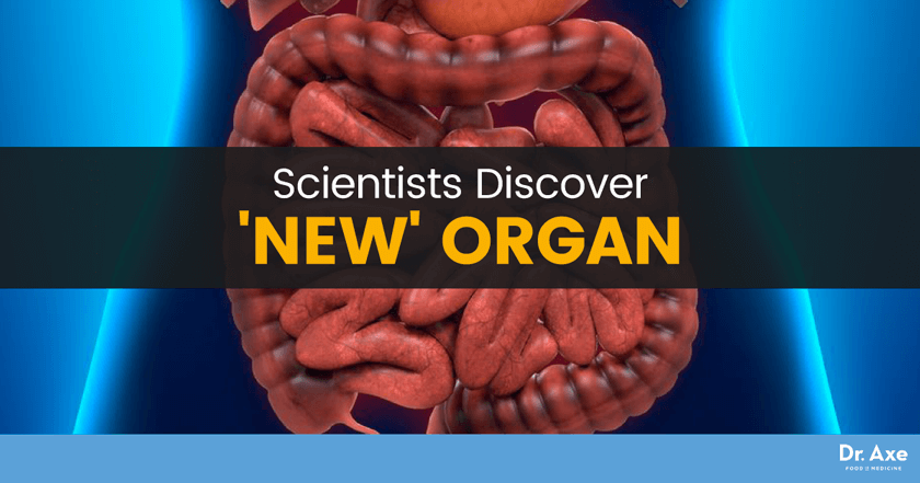 Organs In The Body Picture