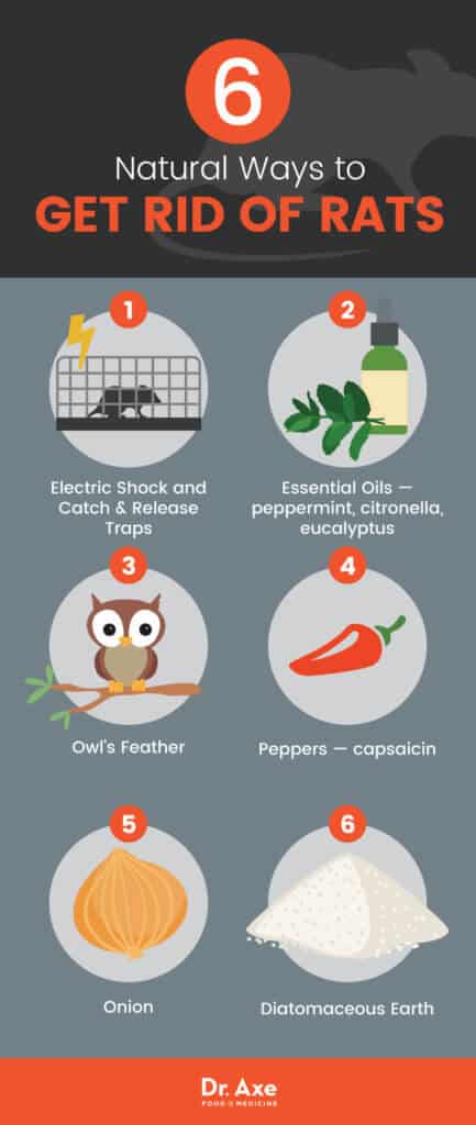 How to Get Rid of Rats Naturally & Dangers of Rat Poison - Dr. Axe