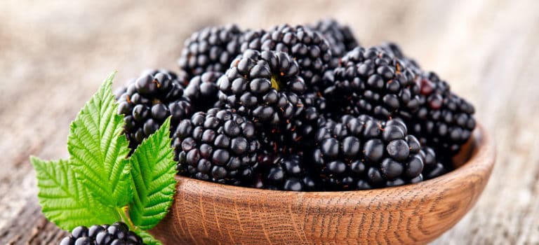 Blackberries Health Benefits, Nutrition Facts and Recipes - Dr. Axe