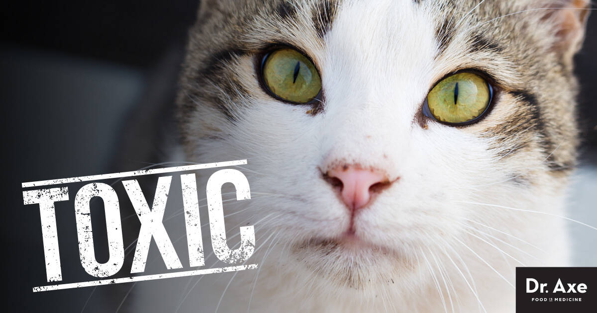 Chemicals in Cats: Where Are These Dangerous Compounds Coming From?