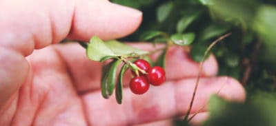 Lingonberry Health Benefits, Nutrition Facts and Recipes - Dr. Axe