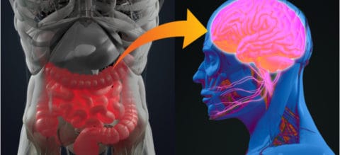Gut-Brain Connection: How It Works and How to Support It - Dr. Axe