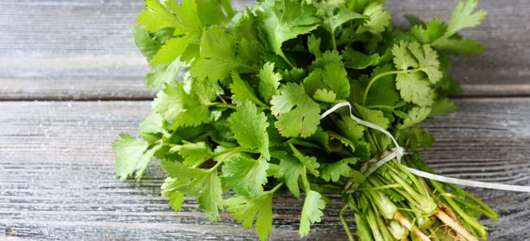 12 Cilantro Benefits, Nutrition, Uses and Recipes - Dr. Axe