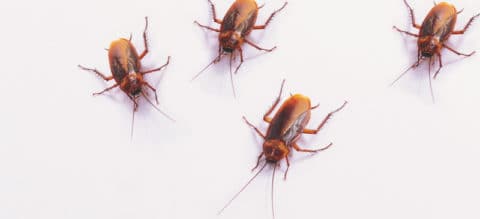 Cockroach Milk Nutrition: Is This the Next Superfood? - Dr. Axe