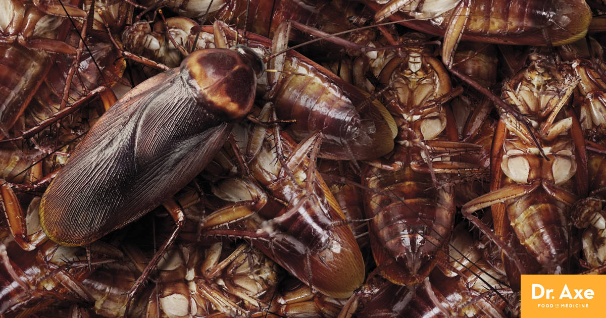 Cockroach Milk Nutrition: Is This the Next Superfood? - Dr. Axe