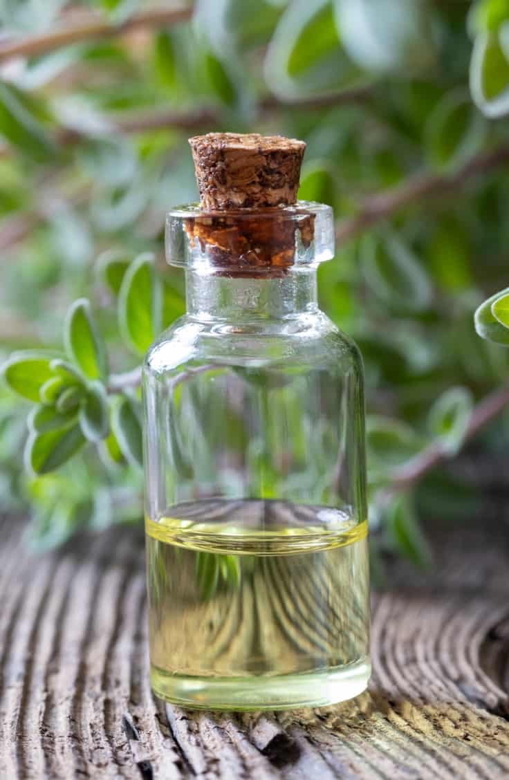 Marjoram Essential Oil Benefits, Uses, Side Effects and More - Dr. Axe Marjoram Essential Oil Benefits, Uses, Side Effects and More - Dr. Axe