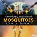 Genetically Modified Mosquitoes: Are They Even Safe? - Dr. Axe