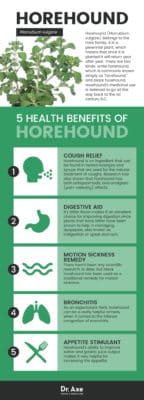 Horehound: The 5 Health Benefits of This Mint Family Plant - Dr. Axe
