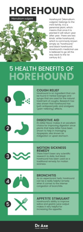 Horehound: The 5 Health Benefits of This Mint Family Plant - Dr. Axe